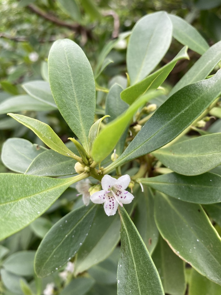 common boobialla from Overberg District Municipality, South Africa on ...