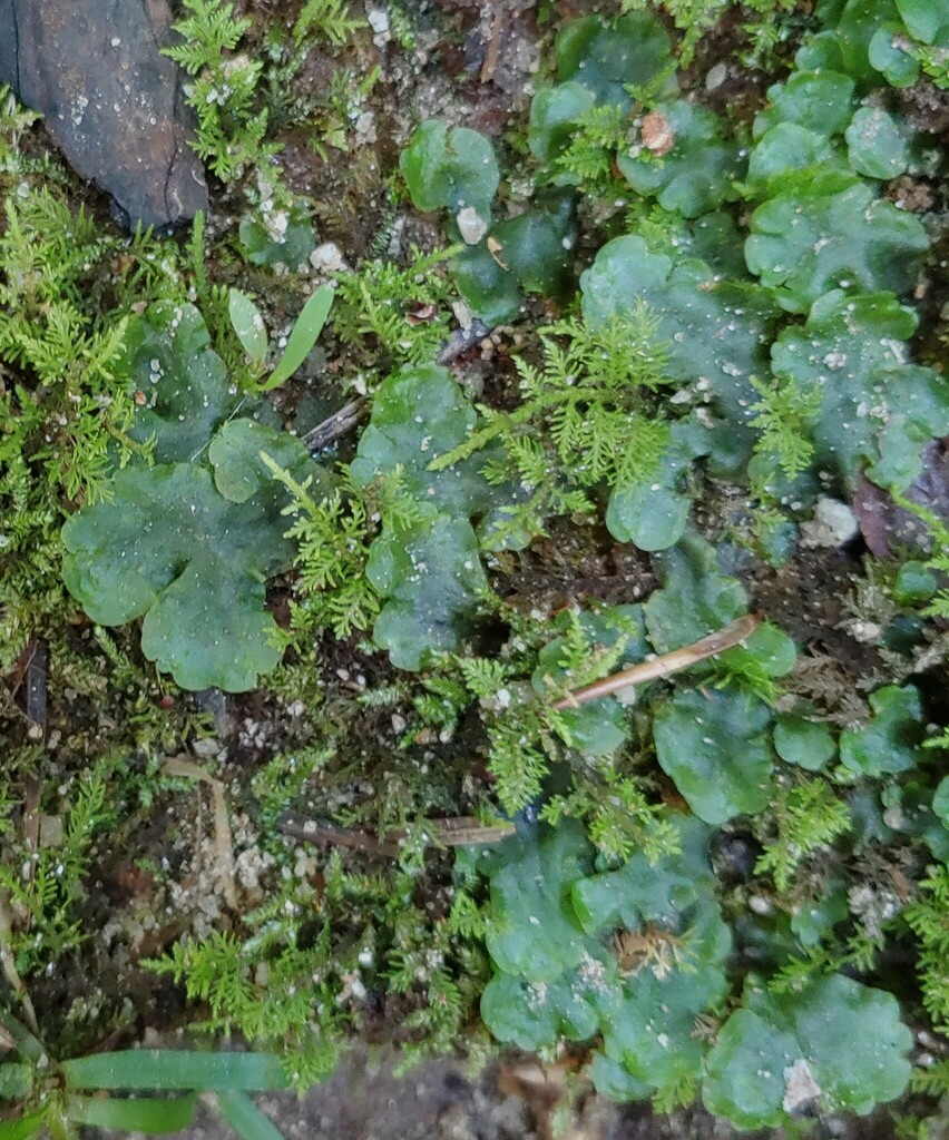 common pellia from Dekalb County, GA, USA on May 30, 2023 at 10:34 AM ...