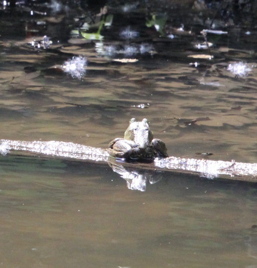 American Bullfrog from Cook County, IL, USA on May 30, 2023 at 10:50 AM ...