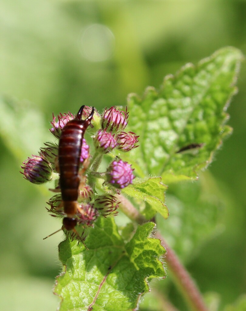 Ring-legged Earwig from Lumberton, TX 77657, USA on May 16, 2023 at 09: ...