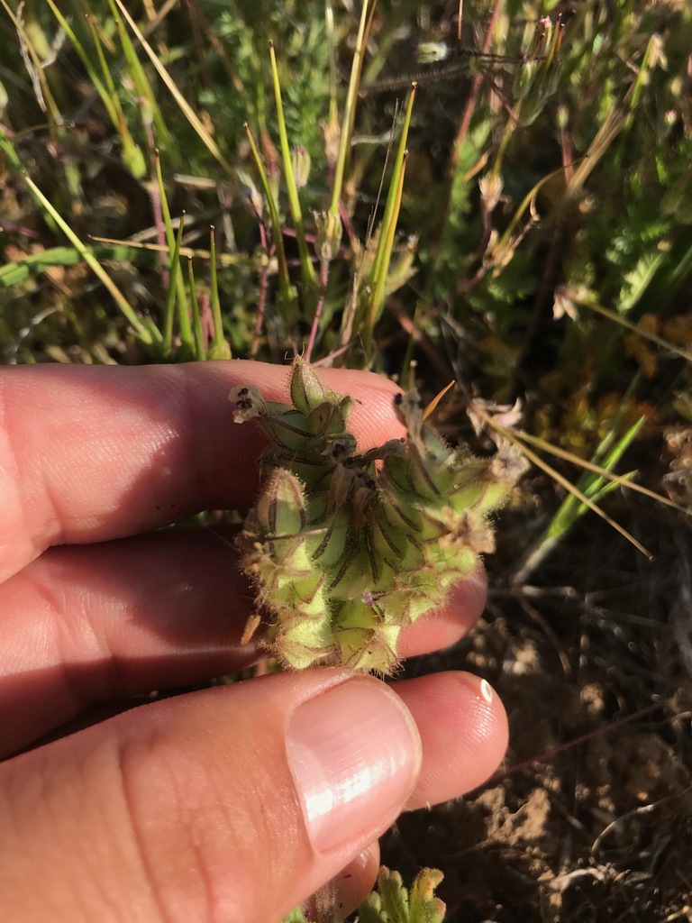 Great Valley phacelia from Ventura County, CA, USA on May 9, 2020 at 05 ...