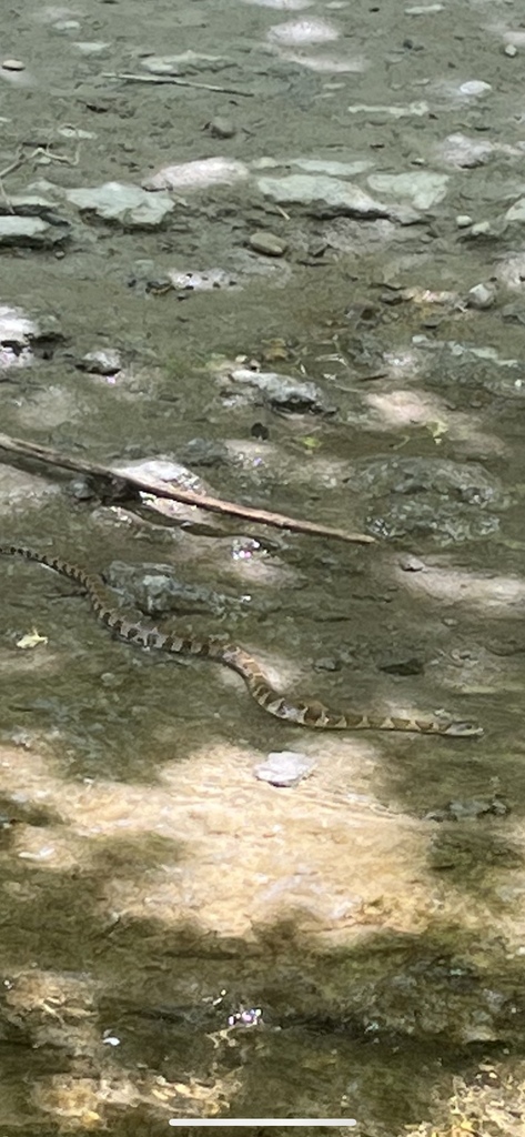 Northern Watersnake from Sebald Park, Middletown, OH, US on May 30 ...