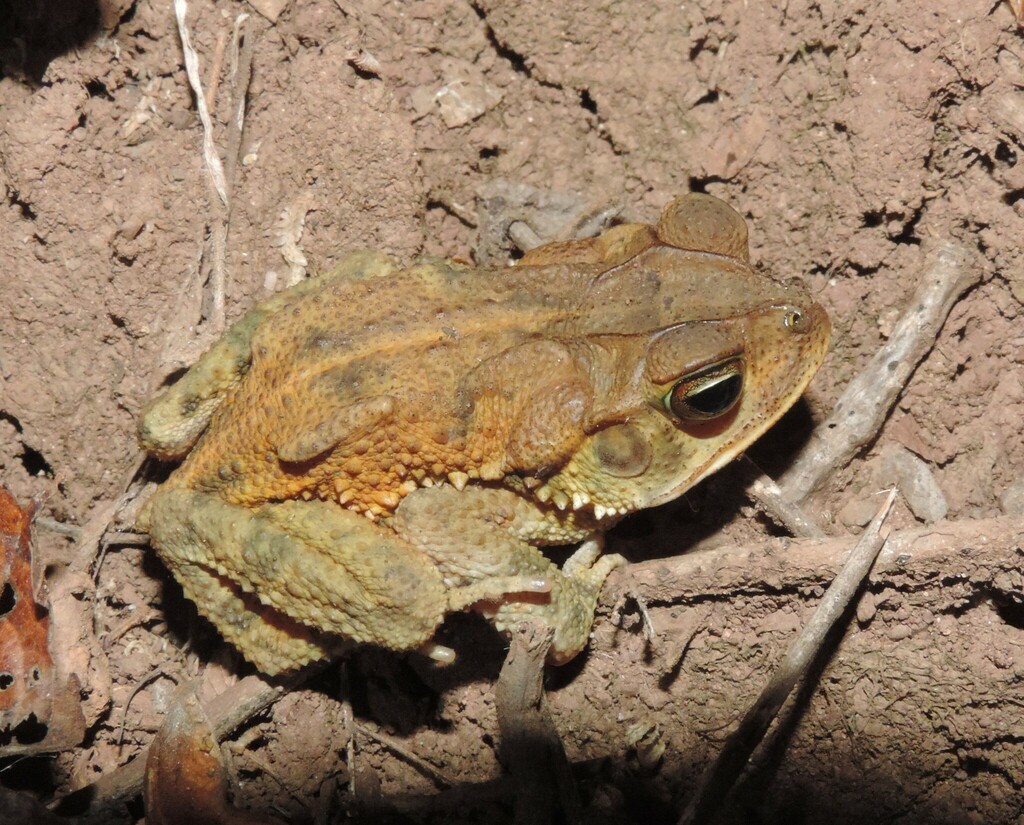 Central American Gulf Coast Toad from Yoro, Honduras on May 25, 2023 at ...