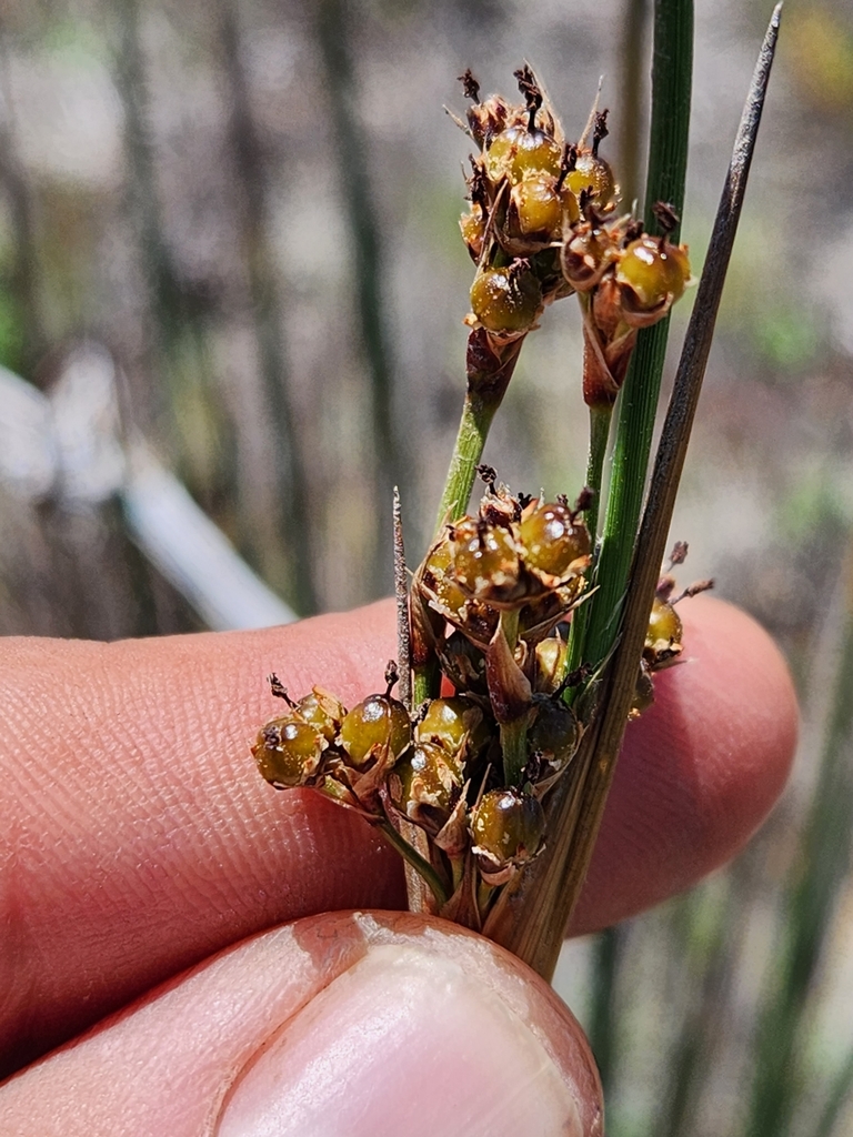 Southwestern Spiny Rush from Q9FJ+W4, 22794 Lengüeta Arenosa, B.C ...