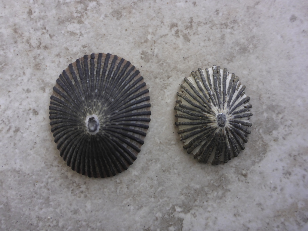 Black-foot 'Opihi (common Hawaiian intertidal/tidepool species ...