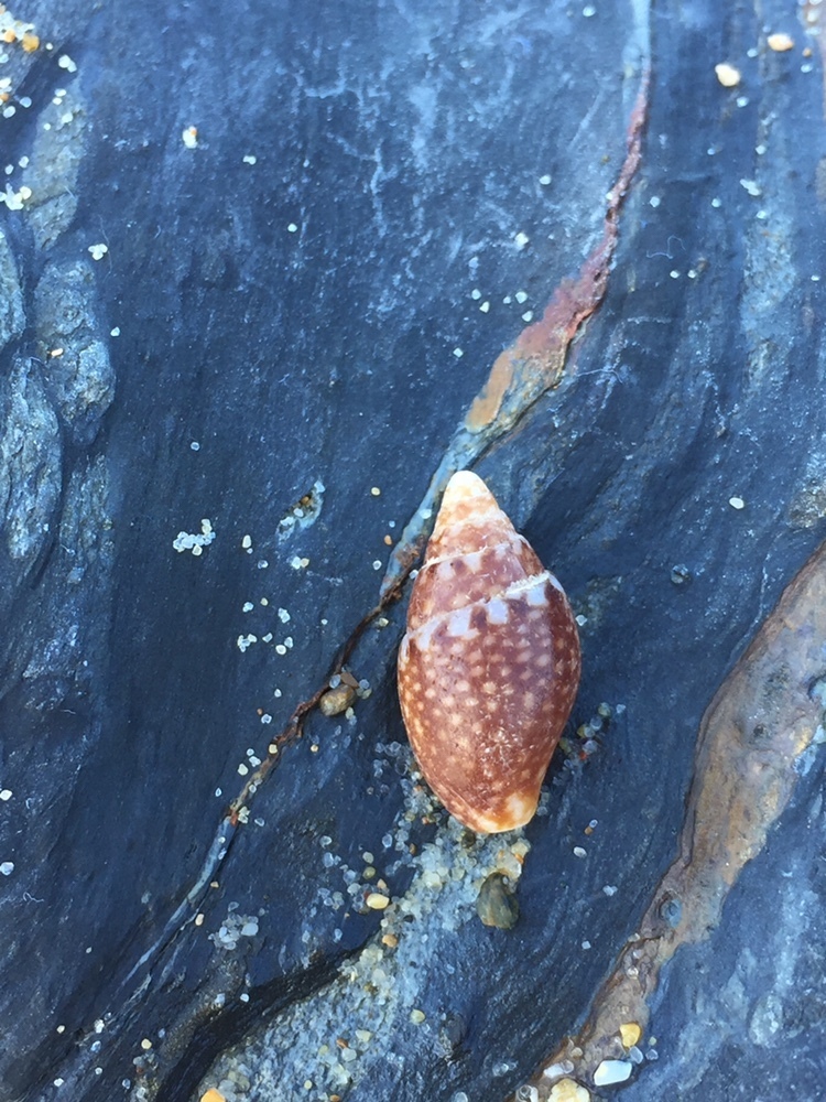 Tortoise Dove Shell from Bongil Bongil National Park, Bundagen, NSW, AU ...