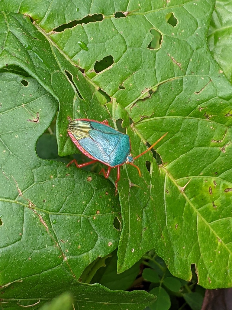 Red-bordered Stink Bug from Ground Creek, Bocas del Toro, Panama on May ...
