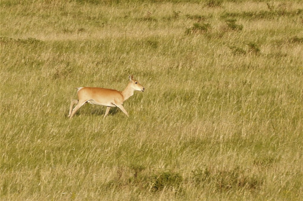 Mongolian Gazelle (Procapra gutturosa) - Know Your Mammals