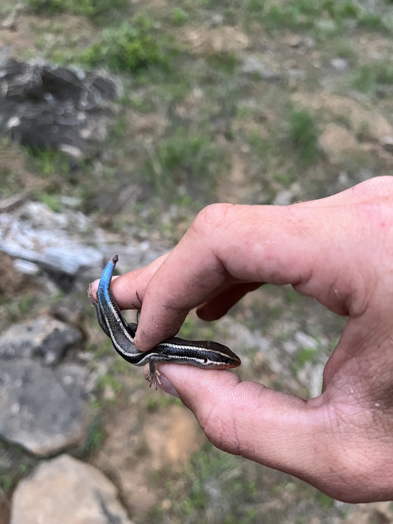 Western Skink from Ashland, OR, US on May 25, 2023 at 08:31 PM by Nick ...