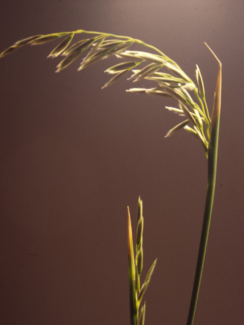 Pipe Grass from Koitiata, Turakina Beach Road, Rangitikei, 4581, New ...
