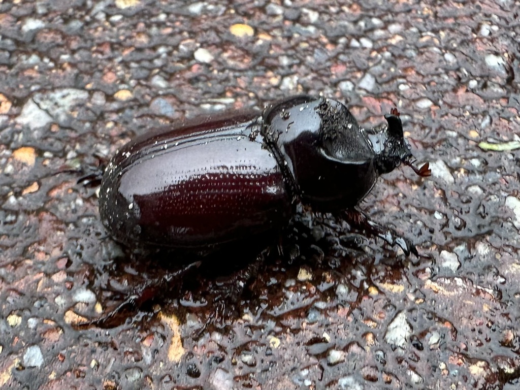 Pimelopus nothus from Denmark WA 6333, Australia on May 31, 2023 at 09: ...