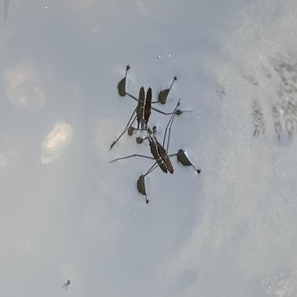 Common Water Strider from Channel Islands National Park, CA, US on May ...