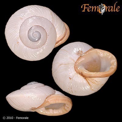 Polydontes imperator · iNaturalist