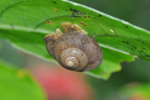 Polydontes lima · iNaturalist