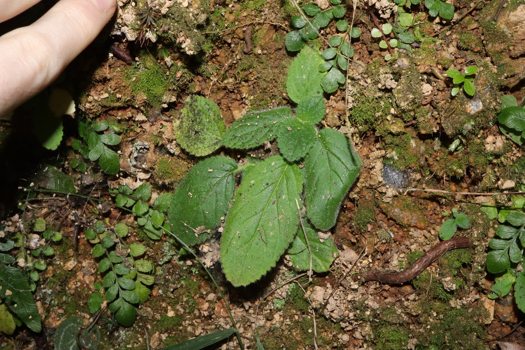 Rock Violet from Upper Barron QLD 4883, Australia on May 22, 2023 at 03 ...