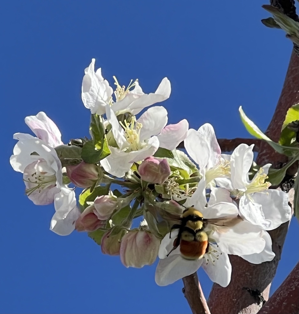 Hunt's Bumble Bee from CR-G, Del Norte, CO, US on May 26, 2023 at 08:49 ...