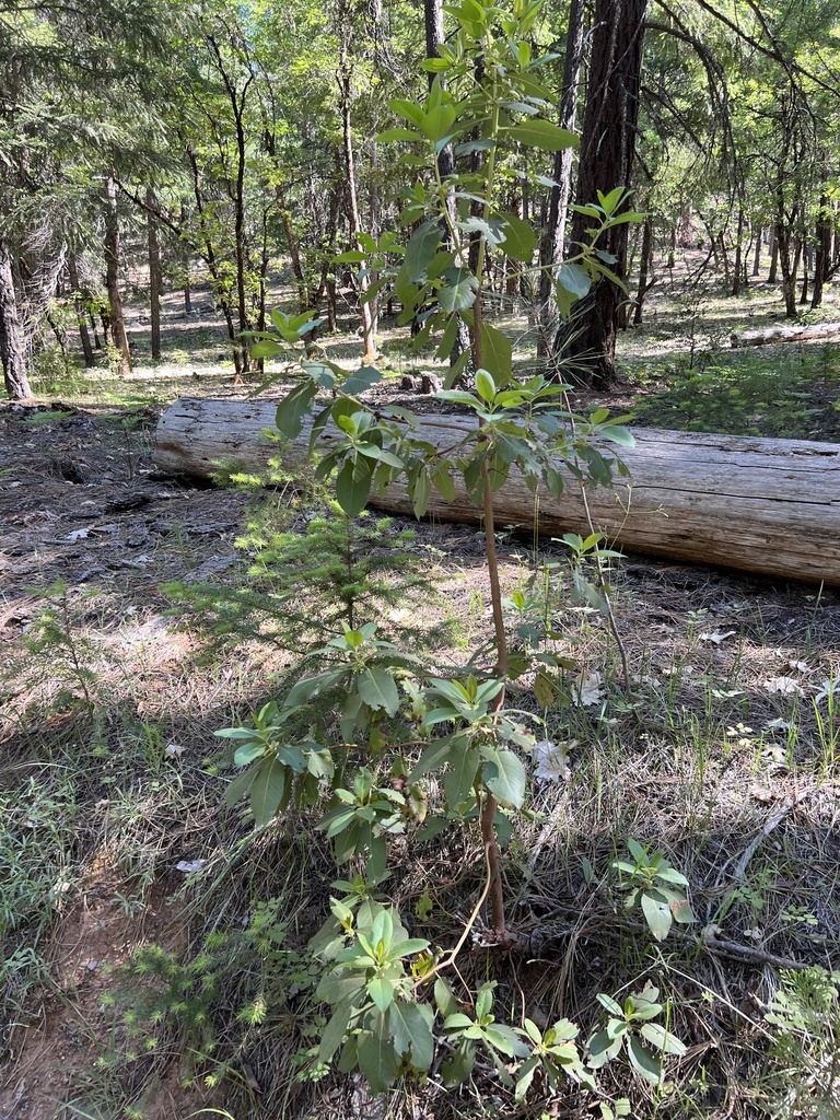 Pacific madrone in May 2023 by Nicholas Wei · iNaturalist