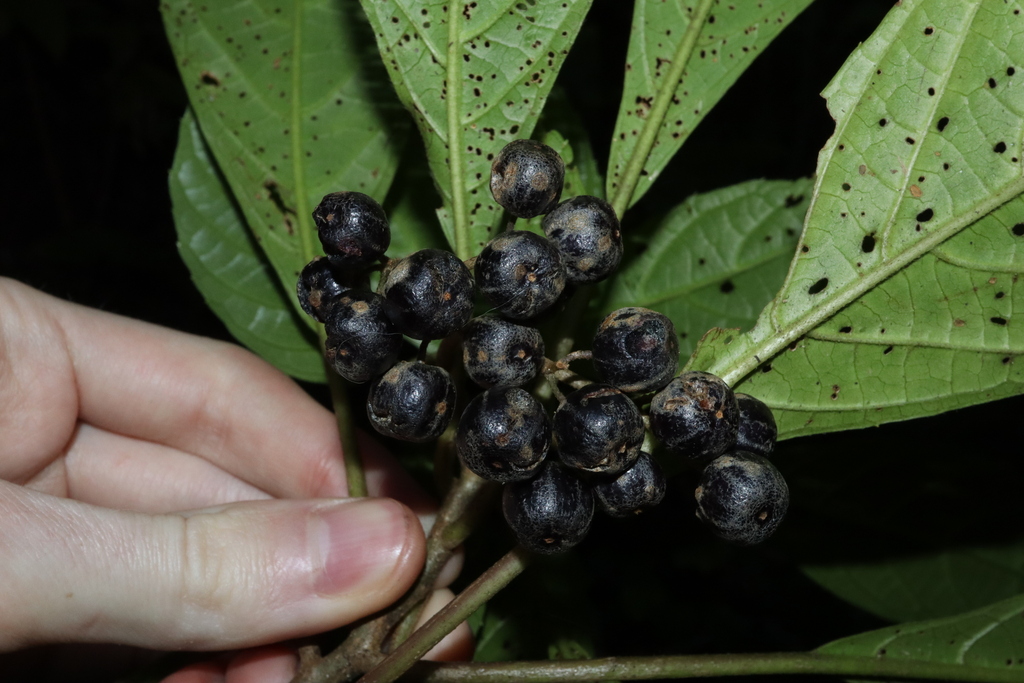 Native Hydrangea from Upper Barron QLD 4883, Australia on May 22, 2023 ...
