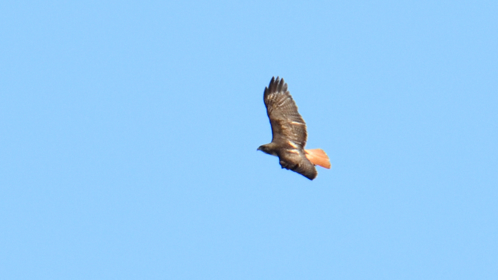 Red-tailed Hawk from Bustamante, N.L., México on May 30, 2023 at 05:39 ...