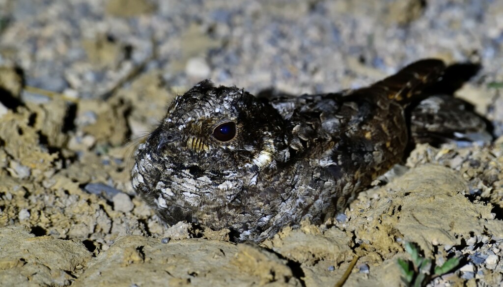 Common Poorwill from Bustamante, N.L., México on May 30, 2023 at 08:37 ...