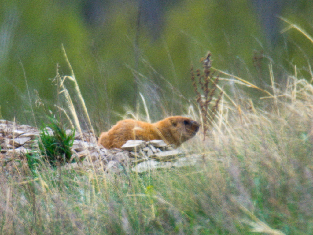 Forest Steppe Marmot from Искитимский р-н, Новосибирская обл., Россия ...