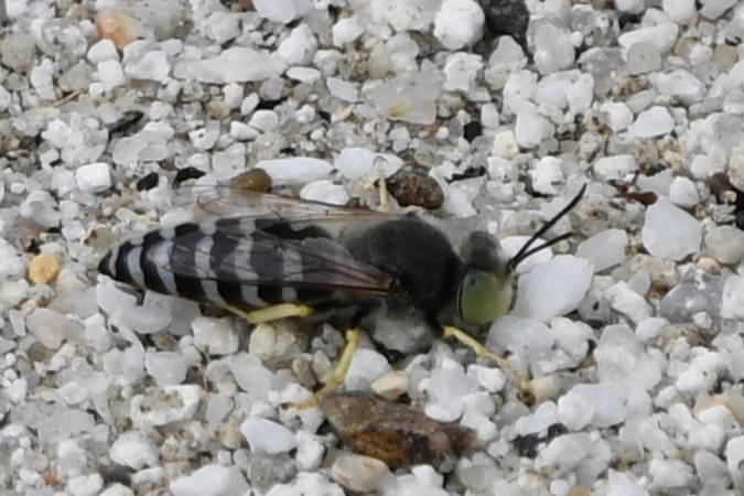 Bembix Fabricius, 1775