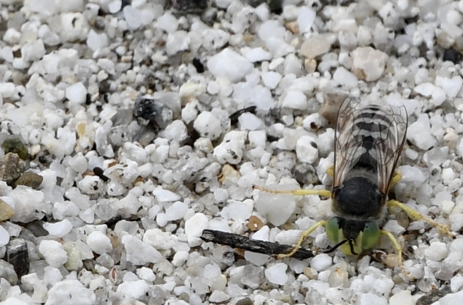 Bembix Fabricius, 1775