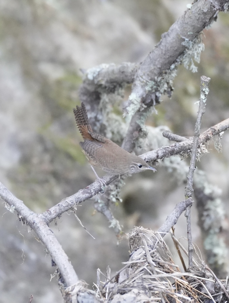 House Wren from Shell Ridge, Walnut Creek, CA, US on May 30, 2023 at 07 ...
