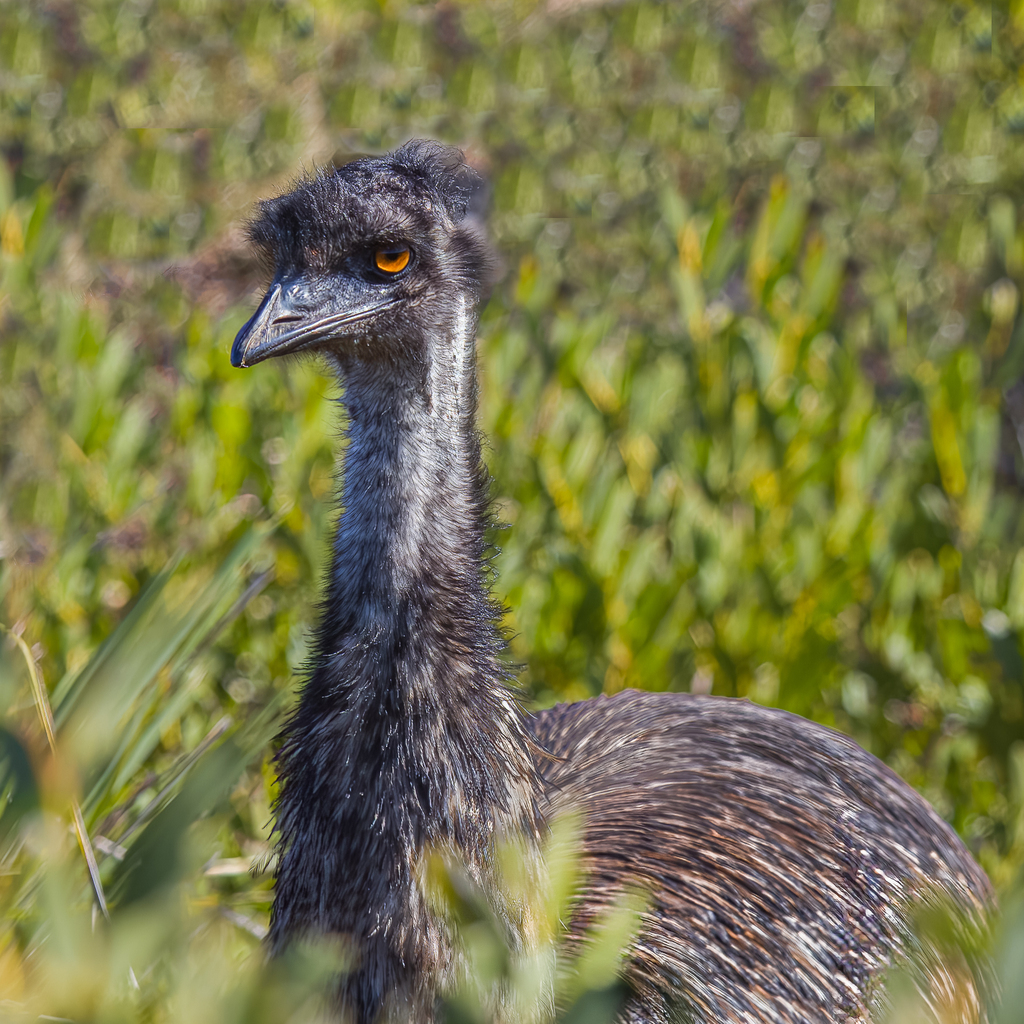 Emu from Bodalla NSW 2545, Australia on May 17, 2023 at 02:59 PM by ...