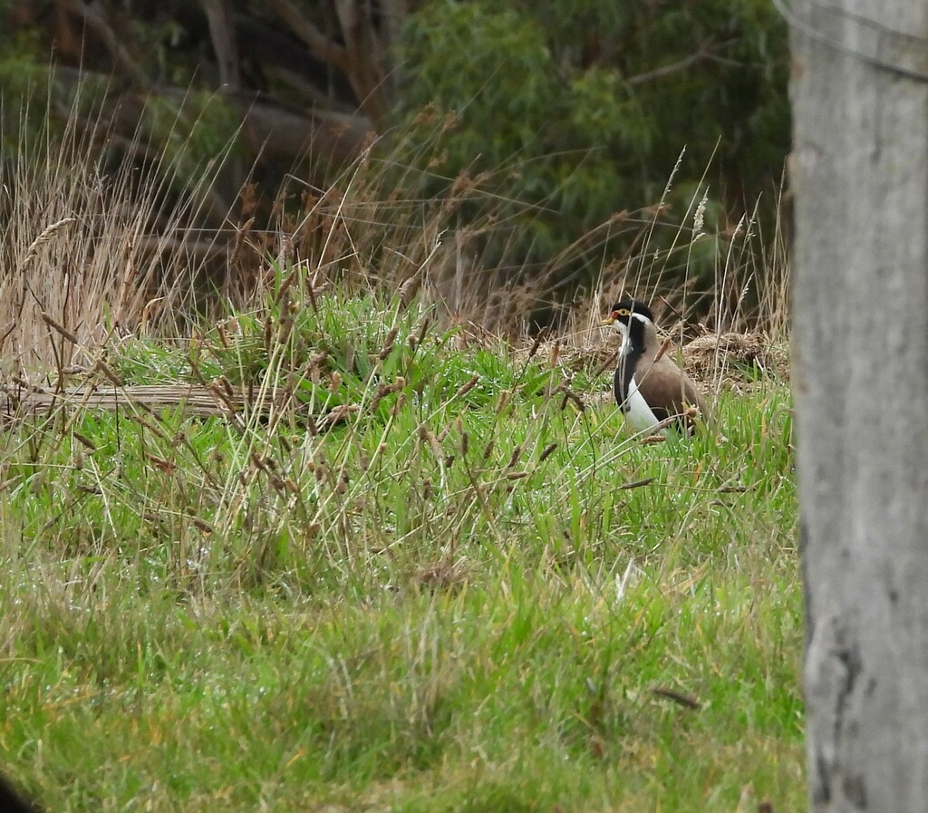 Banded Lapwing from Ashbourne VIC 3442, Australia on May 31, 2023 at 02 ...