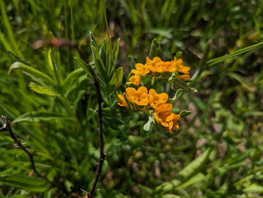 hoary puccoon in May 2023 by Ryan Sorrells · iNaturalist