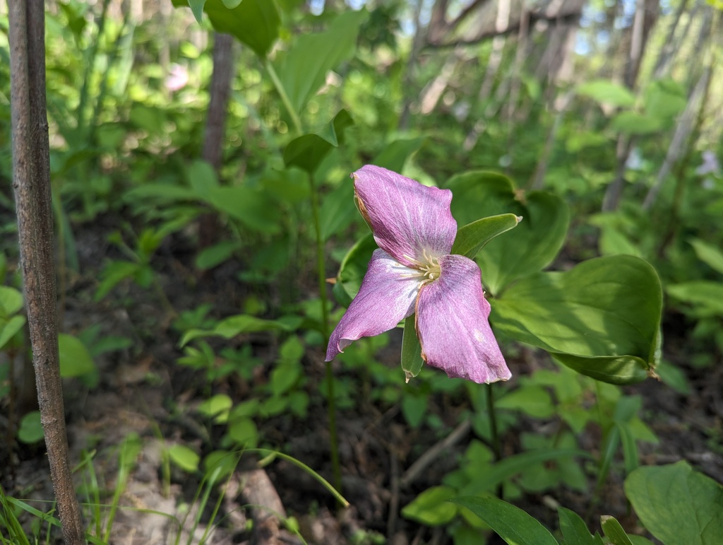 large white trillium in May 2023 by Ryan Sorrells · iNaturalist