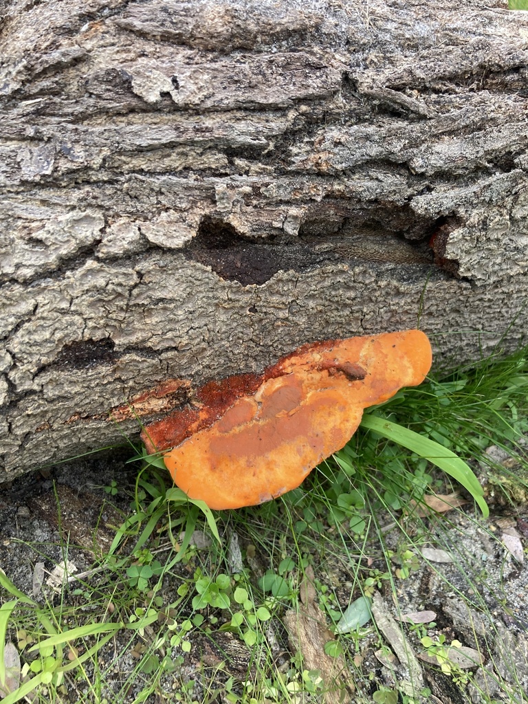 Southern Cinnabar Polypore from Bay Trl, Black Rock, VIC, AU on May 31 ...