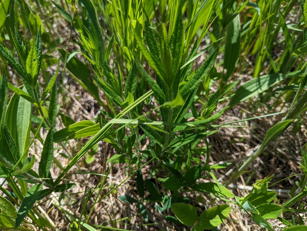 Culver's root in May 2023 by Ryan Sorrells · iNaturalist