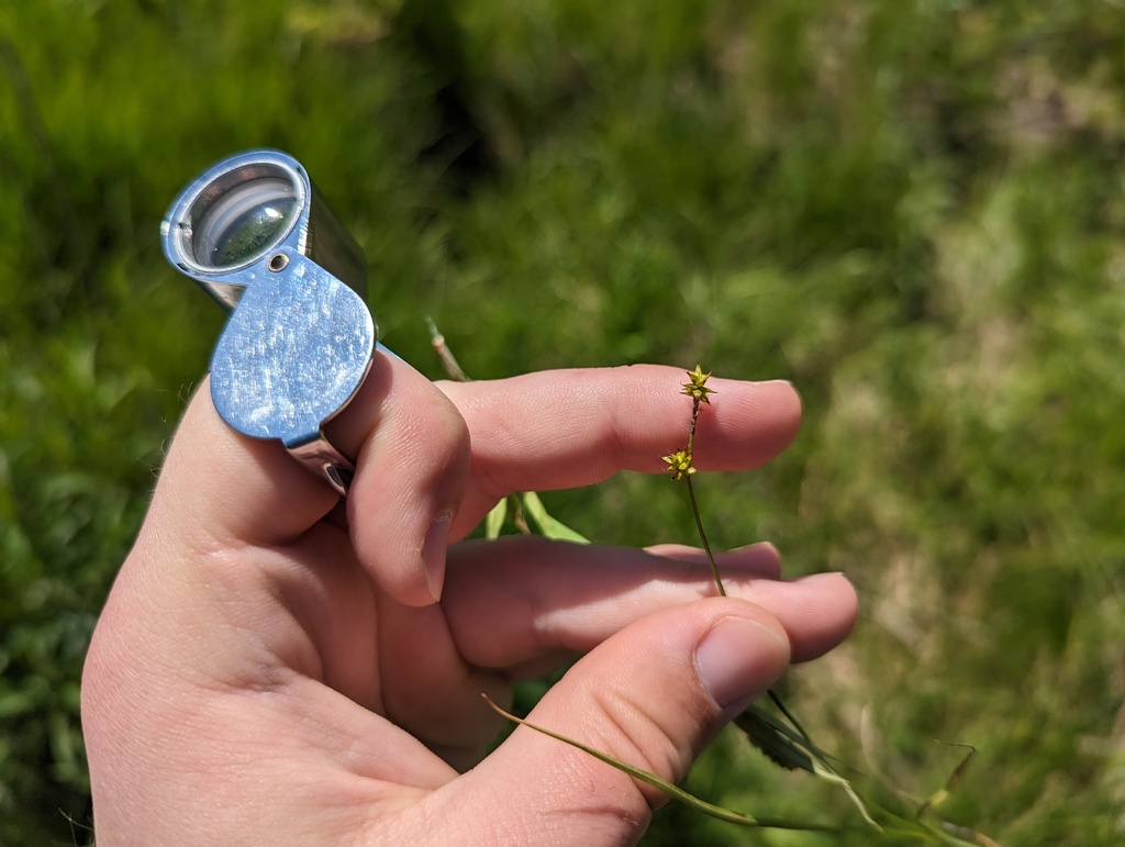 inland sedge in May 2023 by Ryan Sorrells · iNaturalist