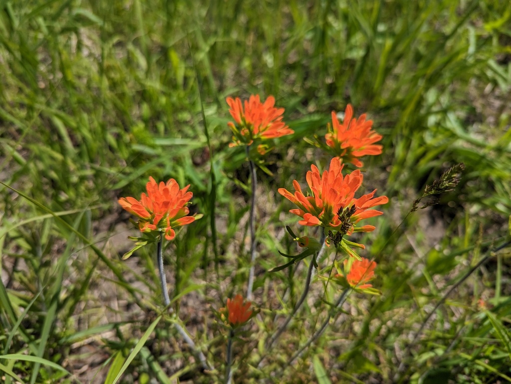 Painted-cup Paintbrush in May 2023 by Ryan Sorrells · iNaturalist