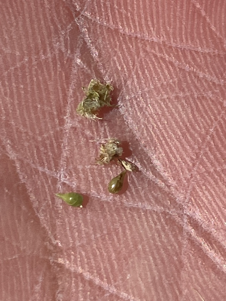 Cleveland's Cryptantha from Alameda County, CA, USA on May 20, 2023 at ...