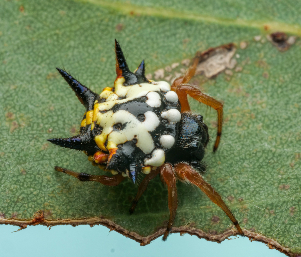 Christmas Jewel Spider from Clermont QLD 4721, Australia on May 16 ...