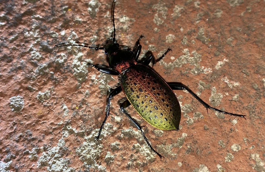 Carabus smaragdinus from Asan, KR-GN, KR on May 30, 2023 at 09:04 PM by ...