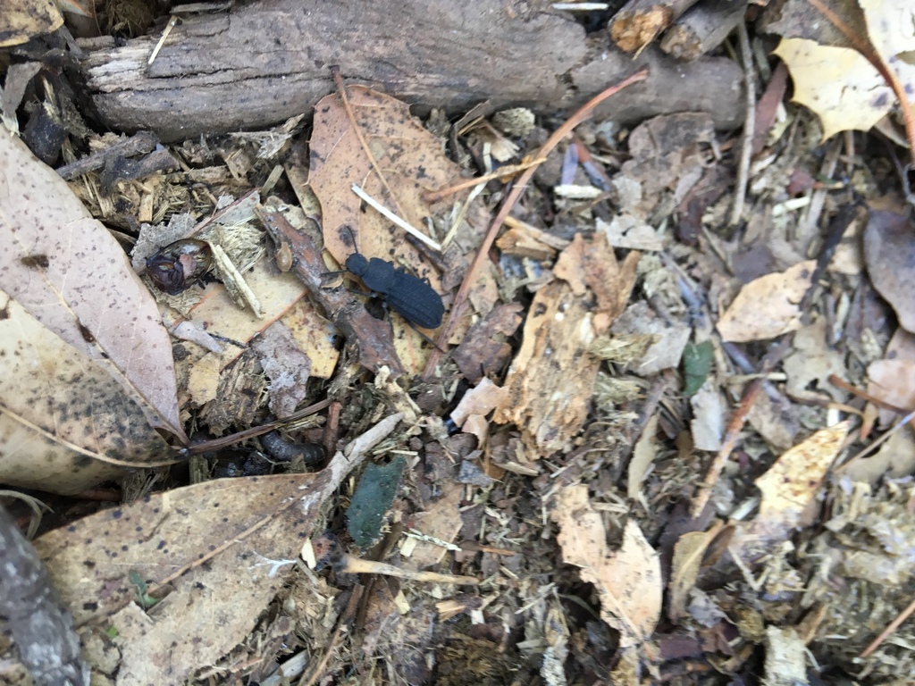 Darkling Beetles and Allies from 17560 S Mesa Dr, Pauma Valley, CA, US ...