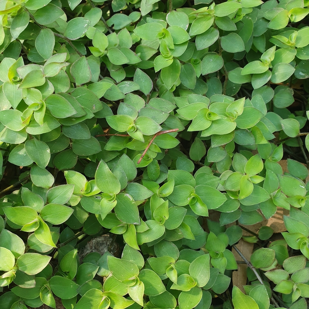 Turtle Vine from Fleming Rd at Chapel Woods, Mount Coot-Tha QLD 4066 ...