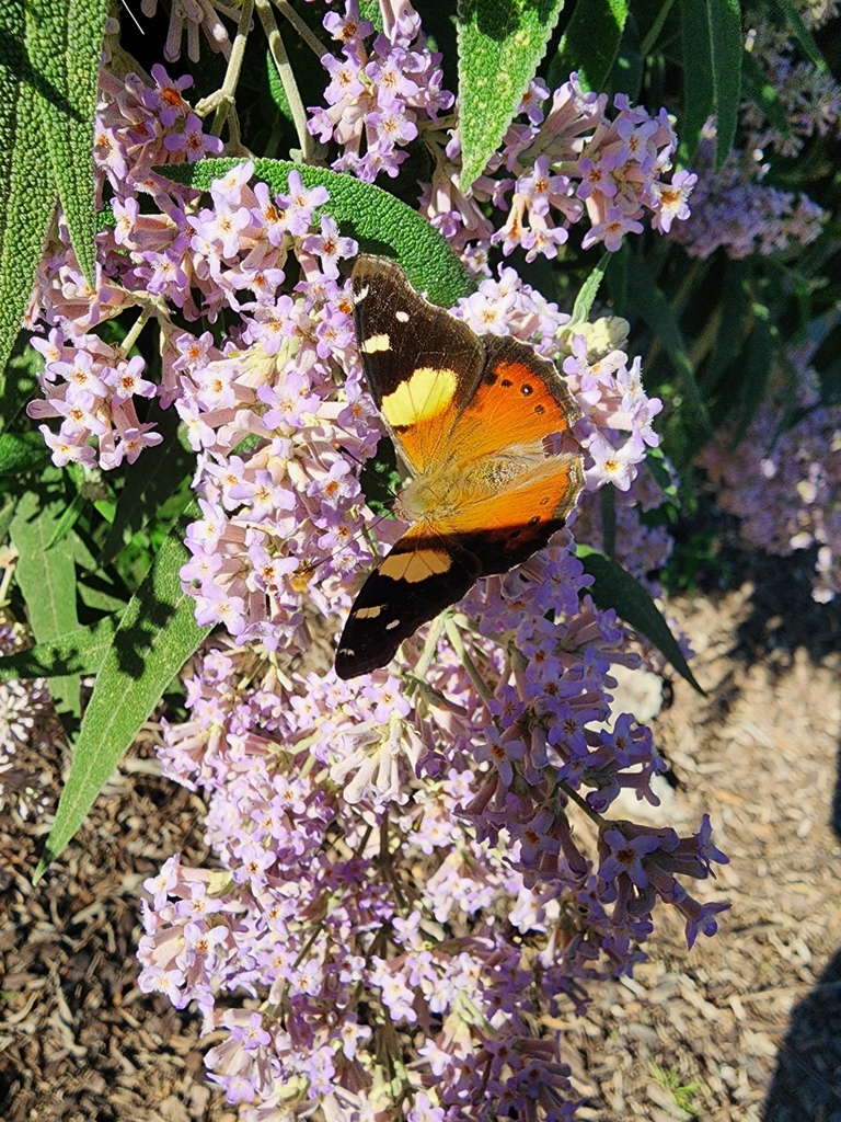 Yellow Admiral from Ruru Lawn Cemetery on May 31, 2023 at 12:21 PM by ...