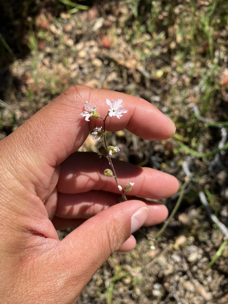 smallflower woodland star from Alameda, California, United States on ...