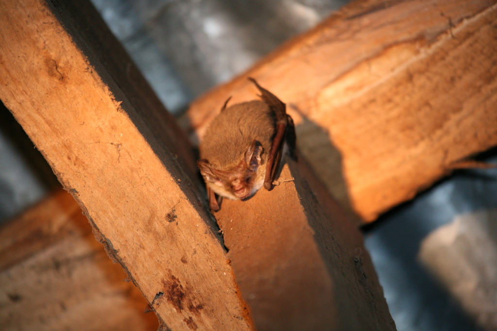 Lesser Long-eared Bat from Ashbourne VIC 3442, Australia on April 01 ...