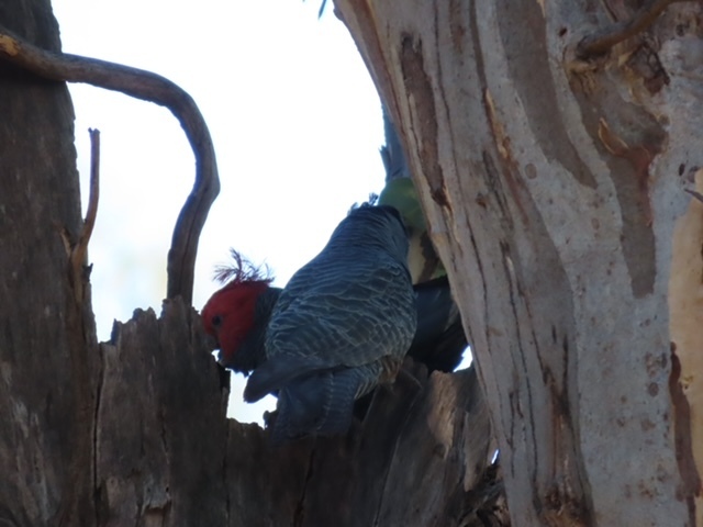Gang-gang Cockatoo in April 2023 by donnaallenau · iNaturalist