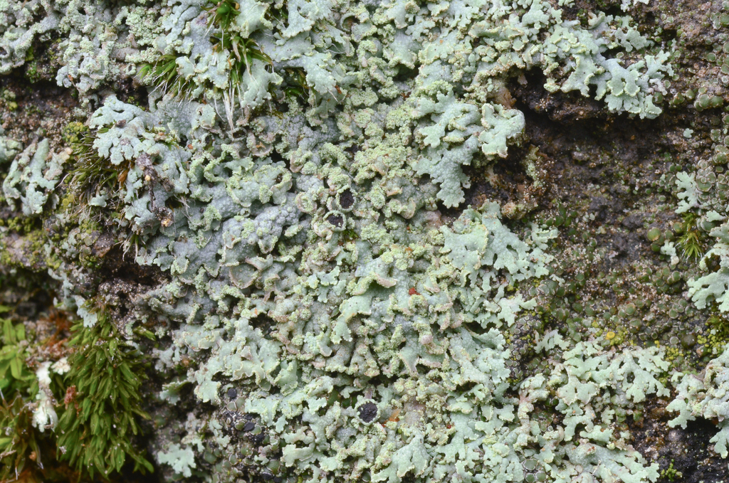 Blue-gray Rosette Lichen from Siskiyou County, CA, USA on May 27, 2023 ...