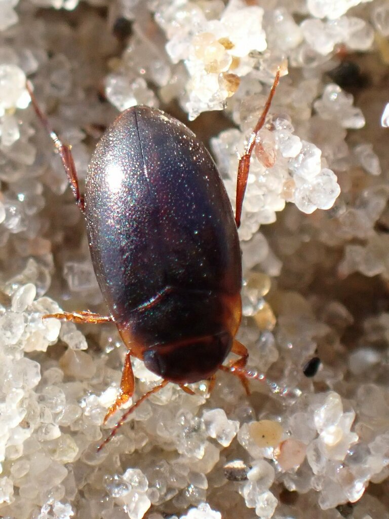 Hydroporus in May 2023 by Dr. Guido Bohne · iNaturalist