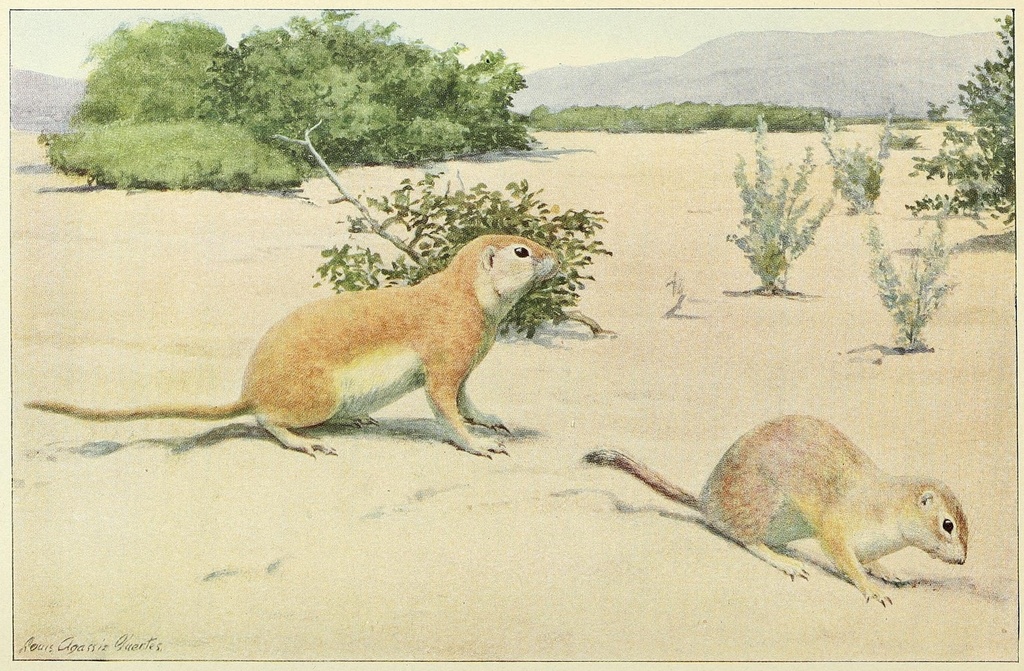 Mohave Ground Squirrel (Xerospermophilus mohavensis) - Know Your Mammals