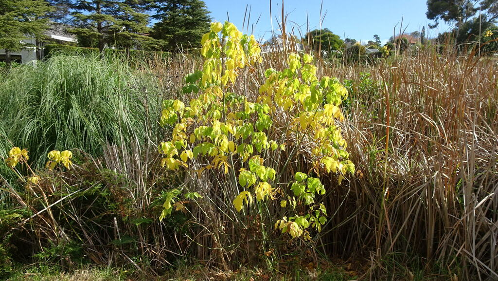 box elder from Somerset West, Cape Town, South Africa on May 22, 2023 ...