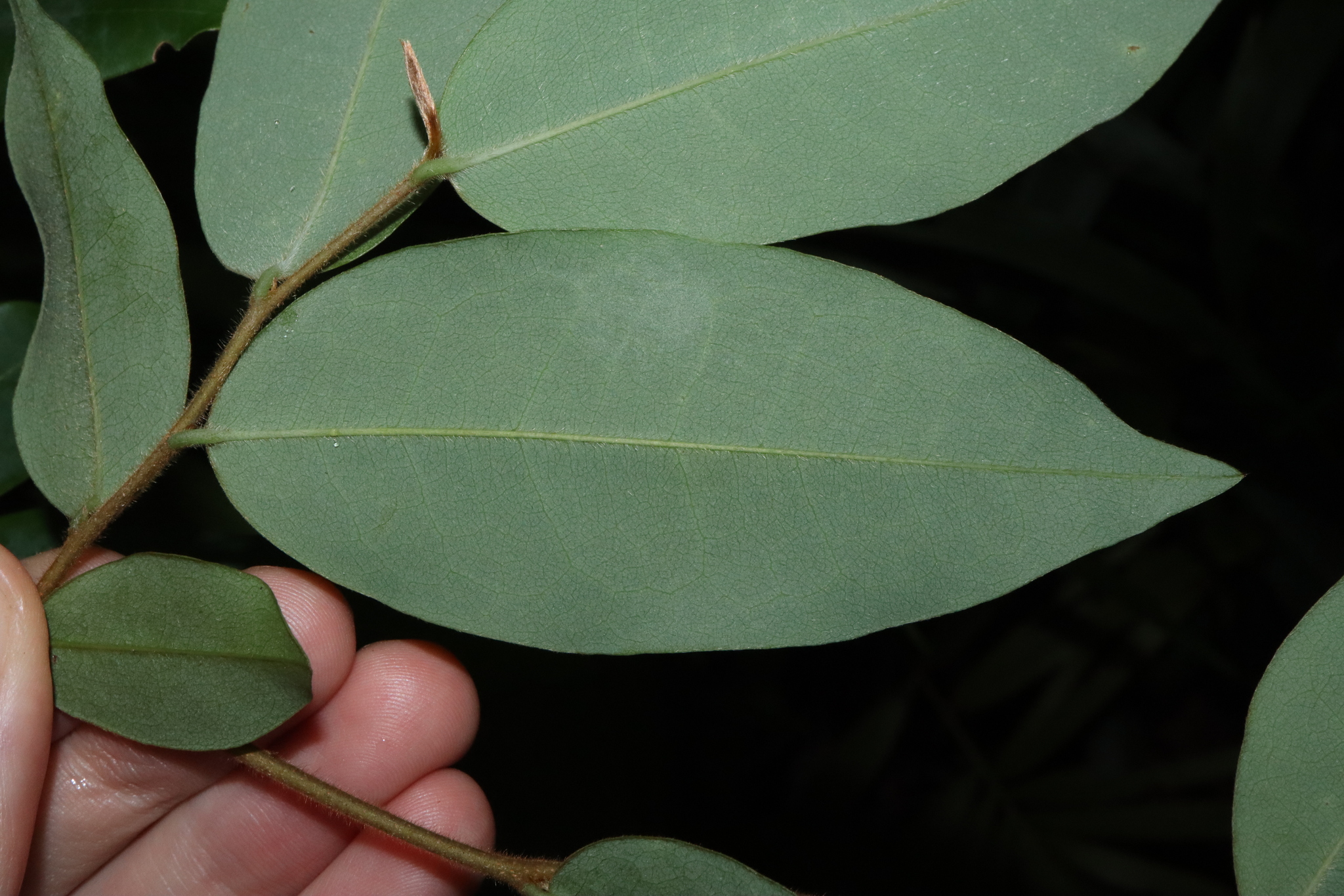 Xylopia L.